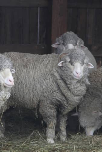 Explore Working Farms at Greenfield Village